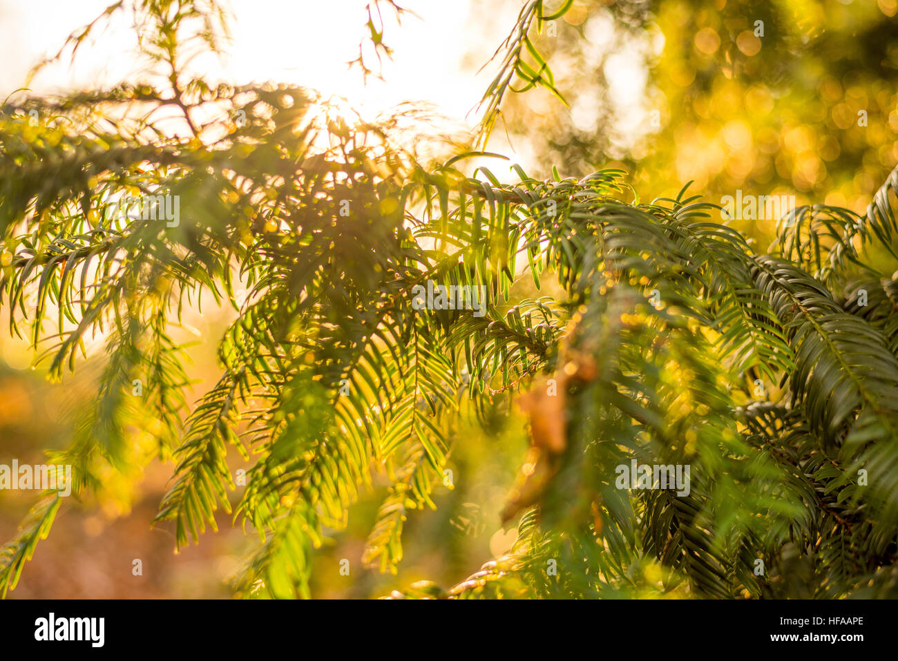 Pine tree with sun coming through Stock Photo - Alamy