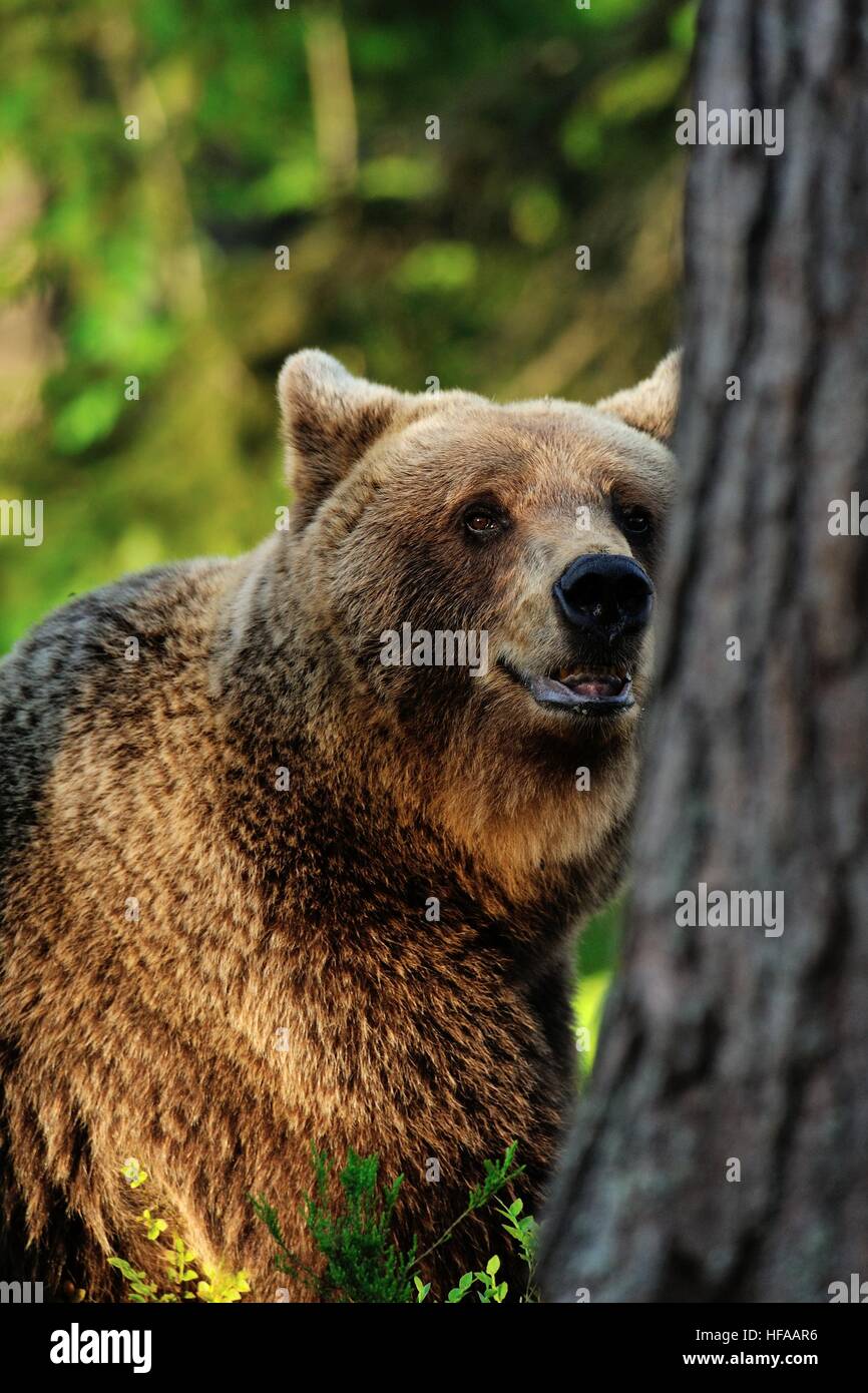 Brown bear portrait in the forest Stock Photo - Alamy