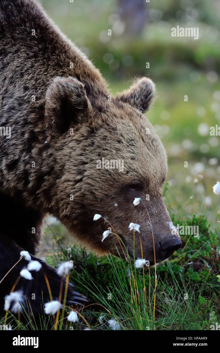 Brown bear smelling the flowers in a bog, cottongrass Stock Photo - Alamy