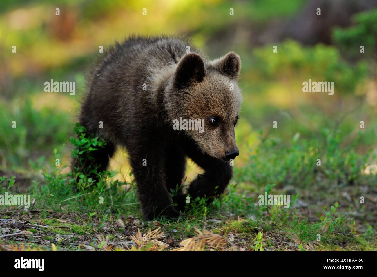 Bear cub walking in a forest Stock Photo - Alamy