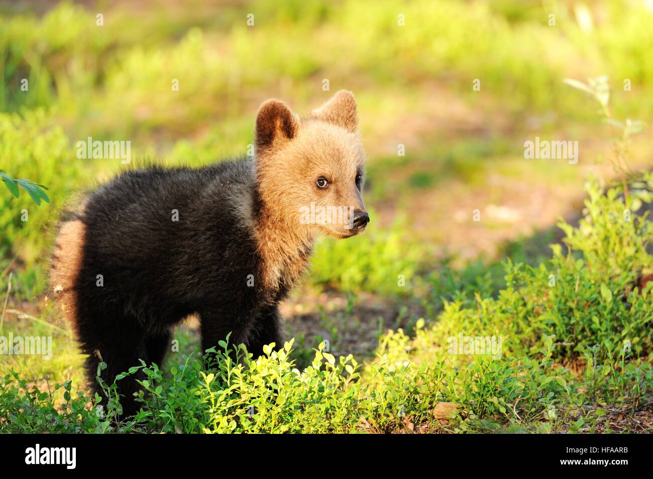 Sun bear cub hi-res stock photography and images - Alamy