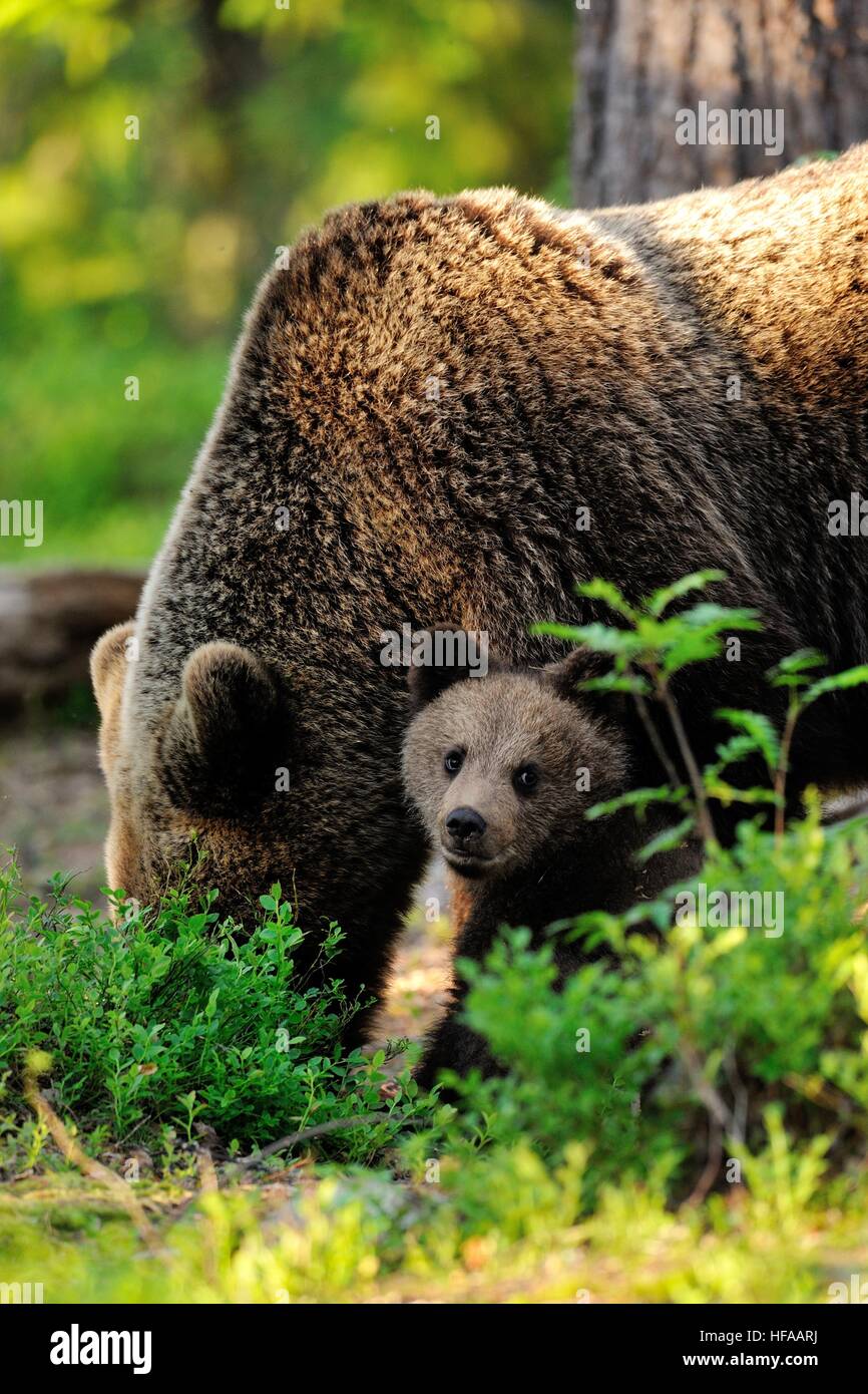 Mother bear with a cub Stock Photo - Alamy