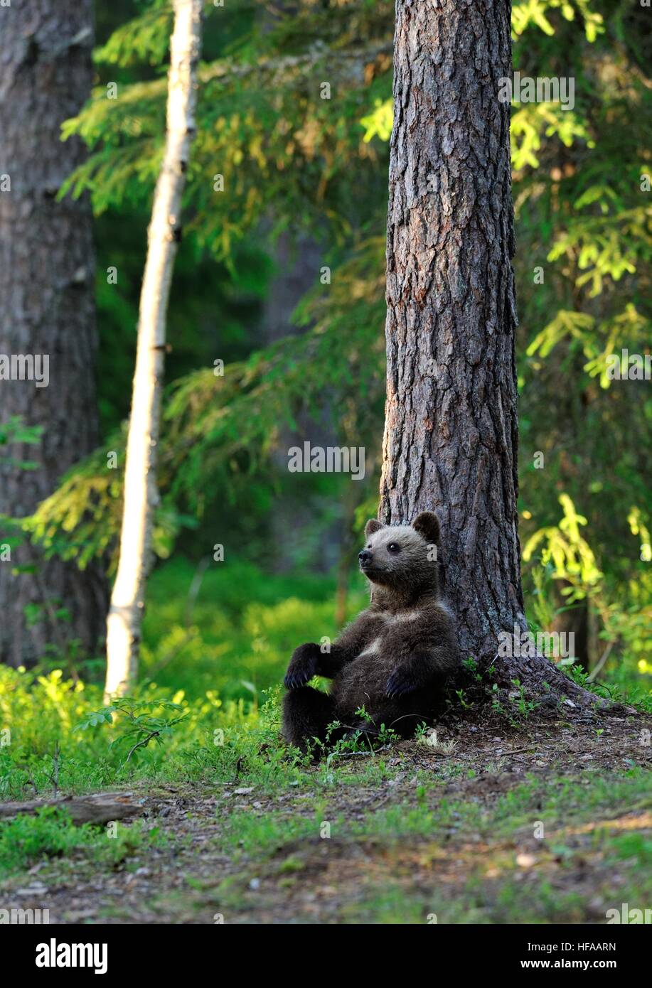 Bear cub lying Stock Photo - Alamy