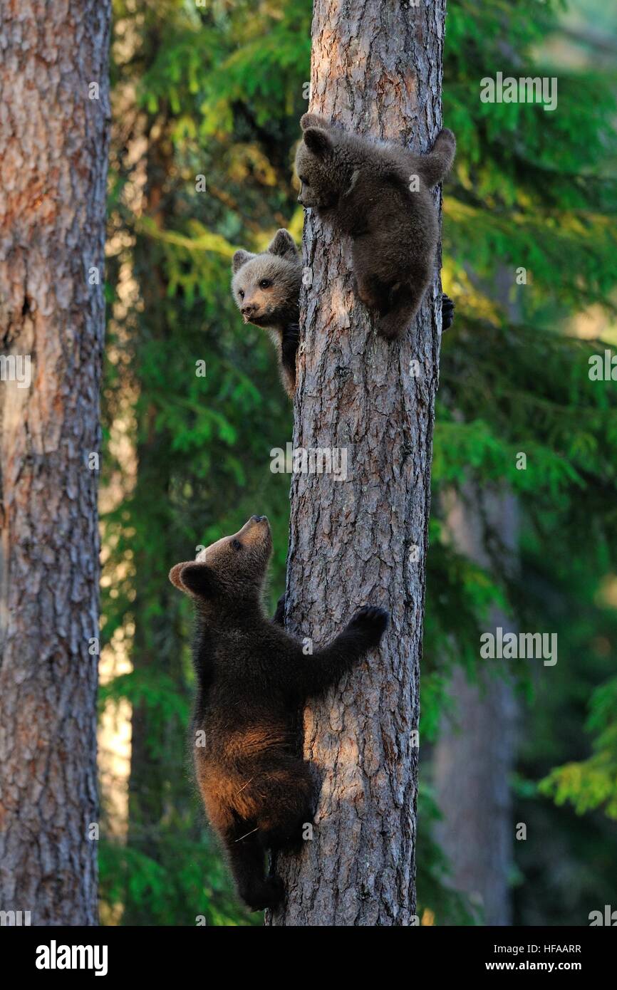 Bear cubs climb up a tree Stock Photo - Alamy