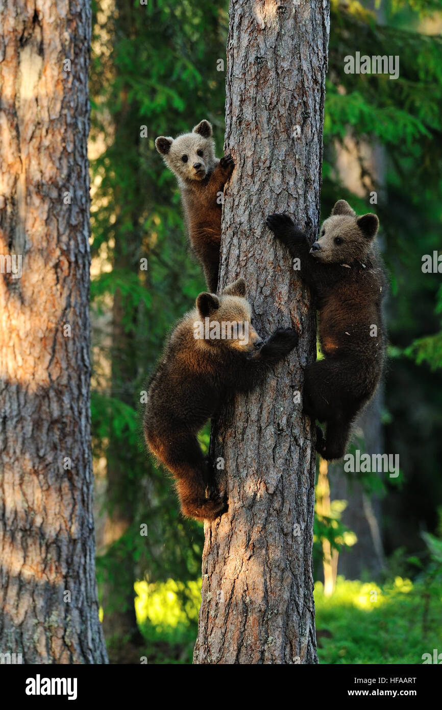 Bear cubs hugging a tree hi-res stock photography and images - Alamy