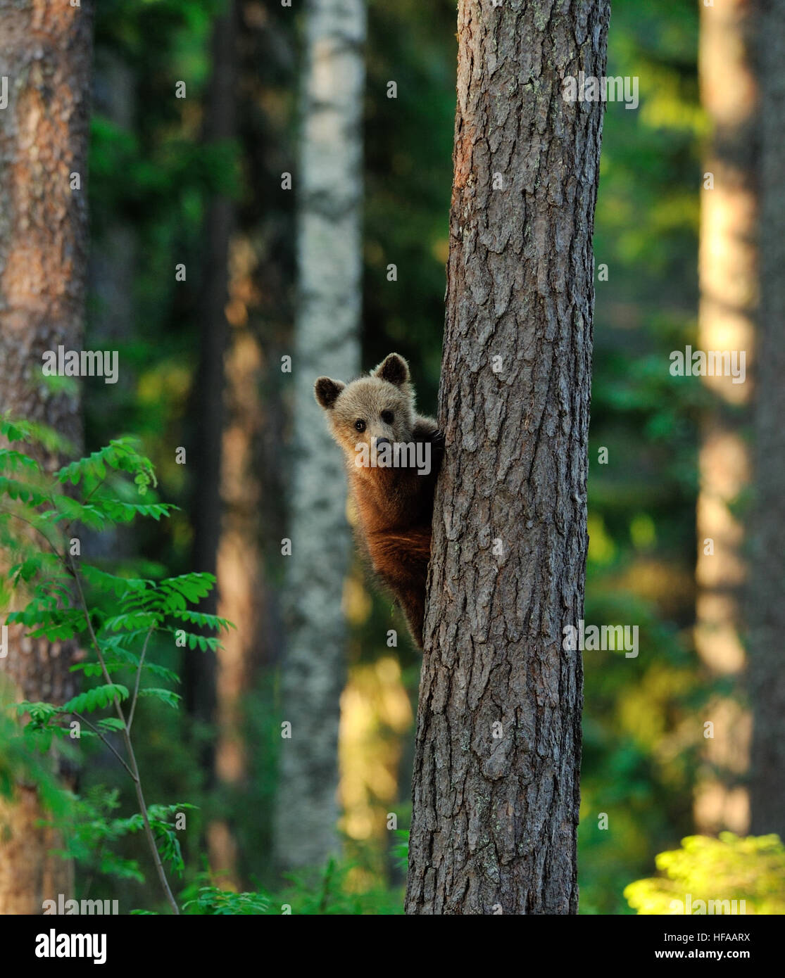 Bear cub on a tree Stock Photo - Alamy