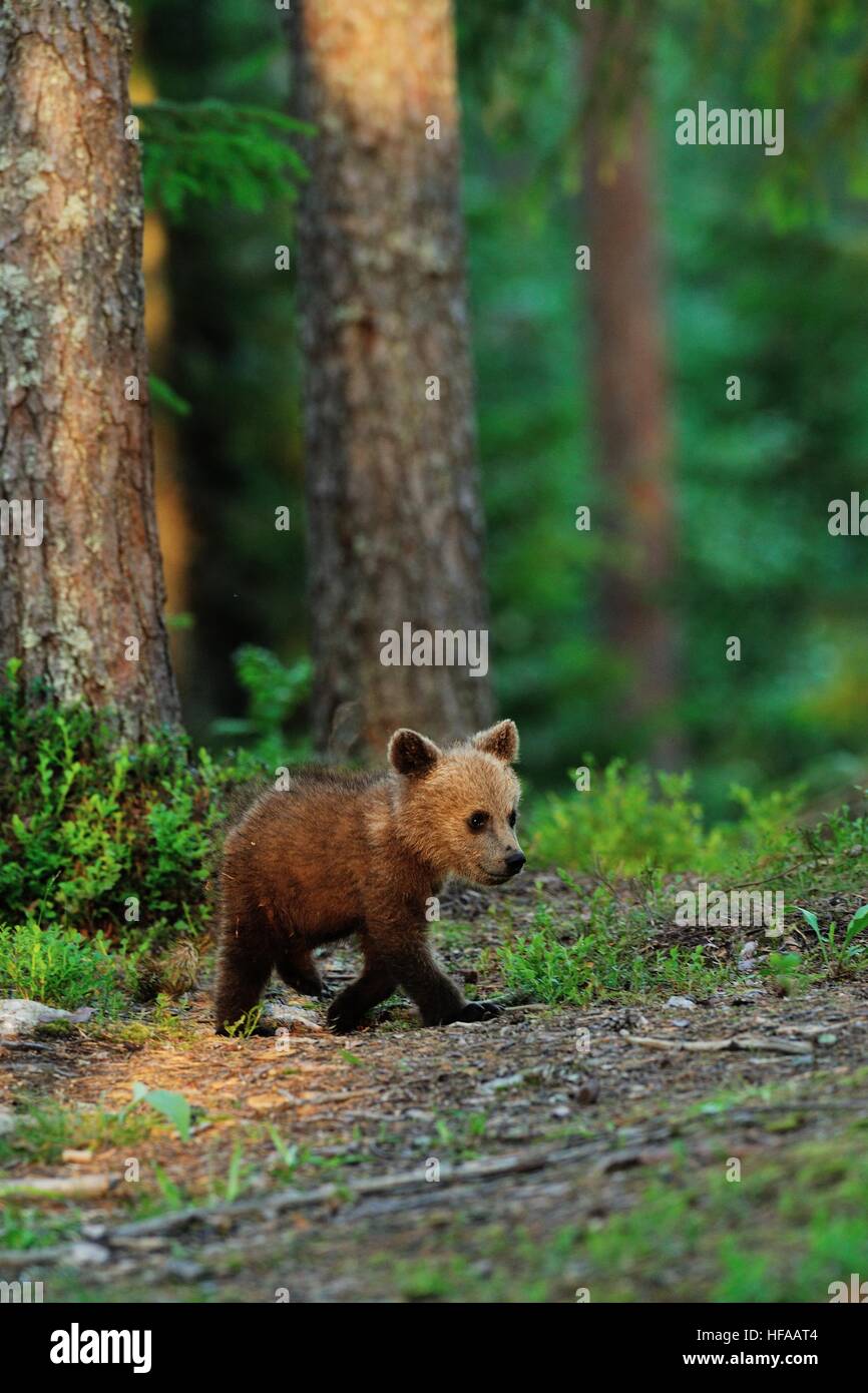Cub bear forest hi-res stock photography and images - Alamy