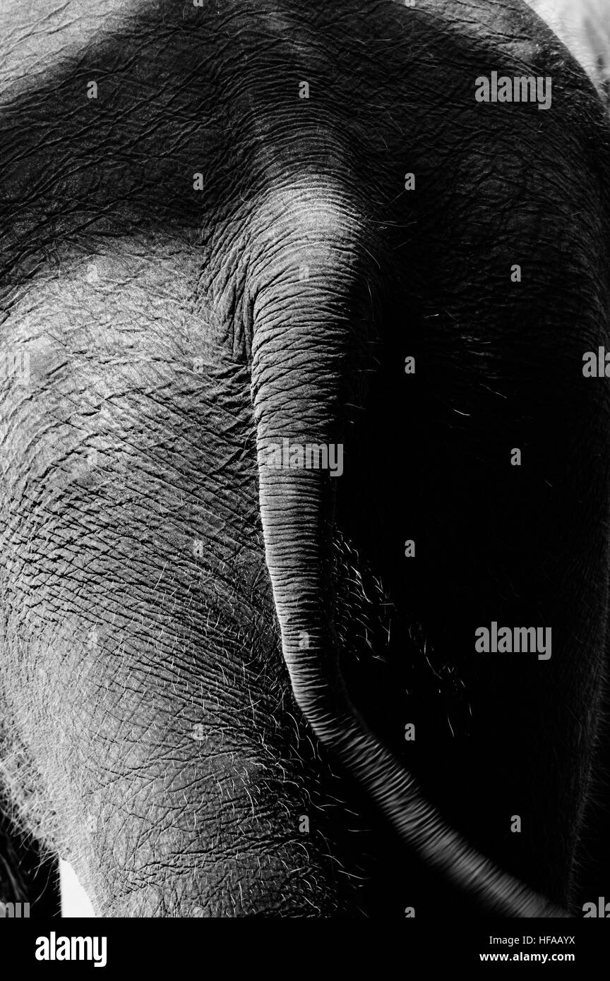 Back view mammals Black and White Stock Photos & Images - Alamy
