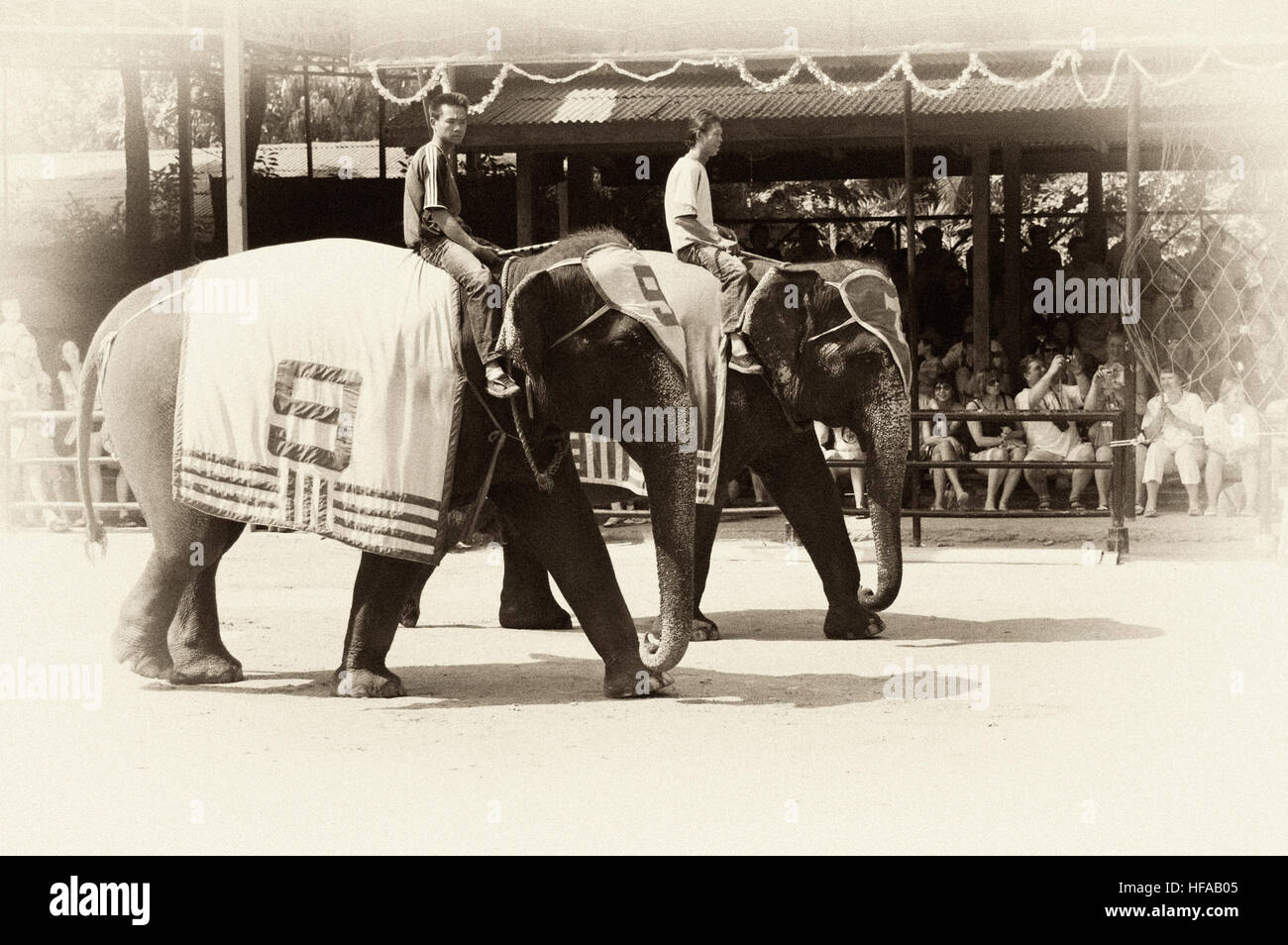 Shaw elephants Thailand, Photo elephant Stock Photo - Alamy