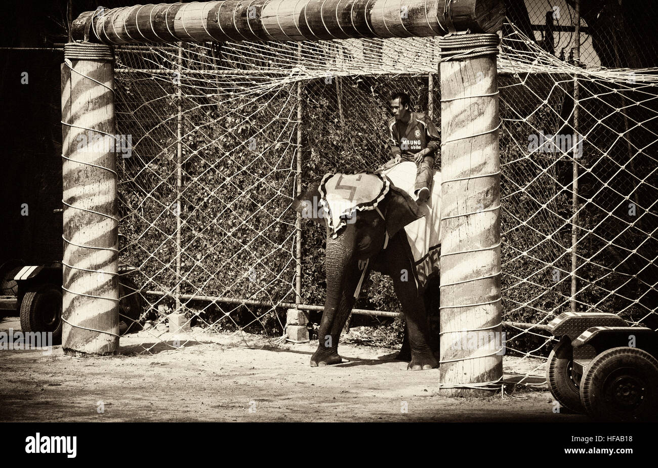 Shaw elephants Thailand, Photo elephant Stock Photo - Alamy