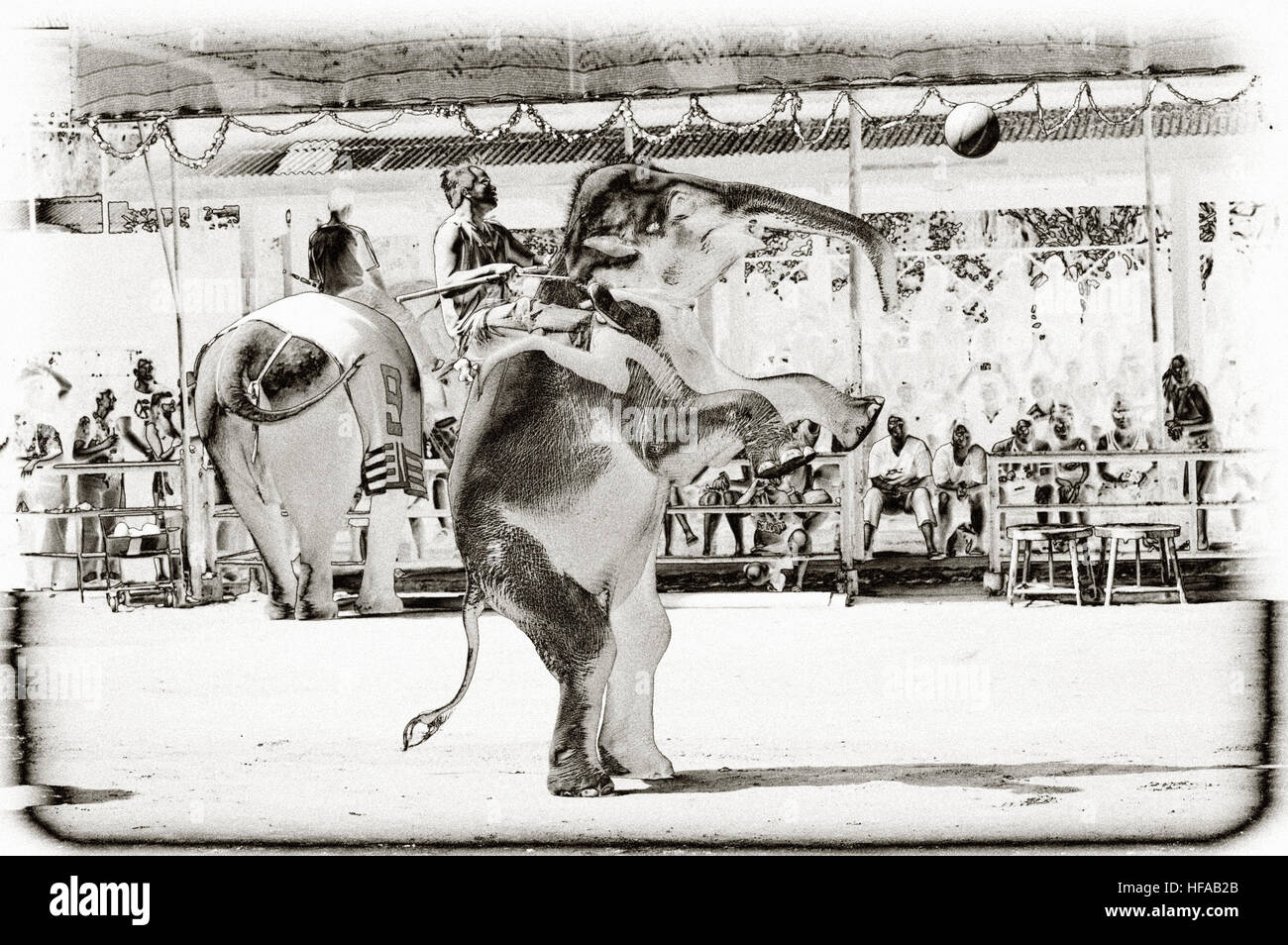 Shaw elephants Thailand, Photo elephant Stock Photo - Alamy