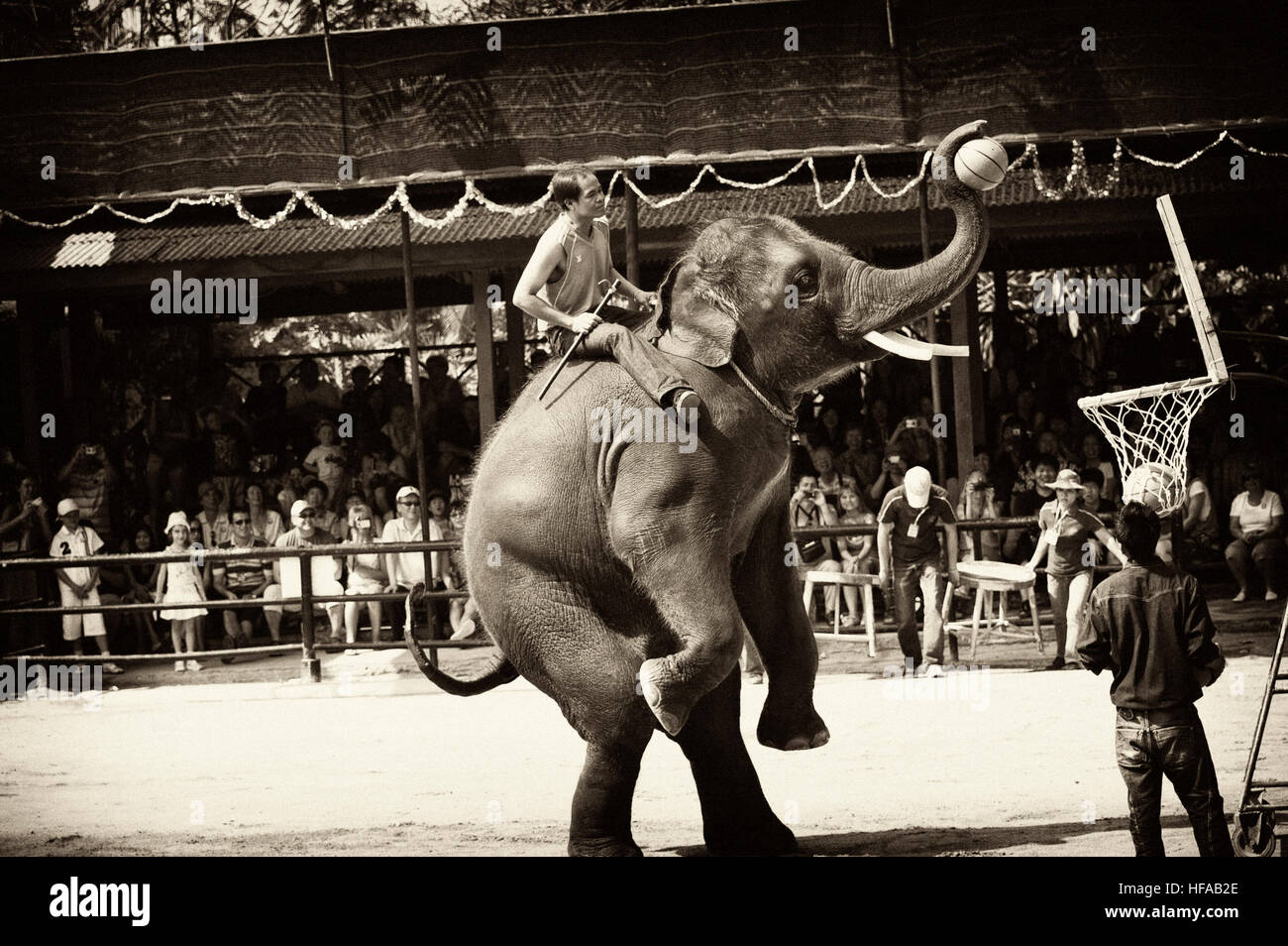 Black and white elephant photos hi-res stock photography and images - Alamy