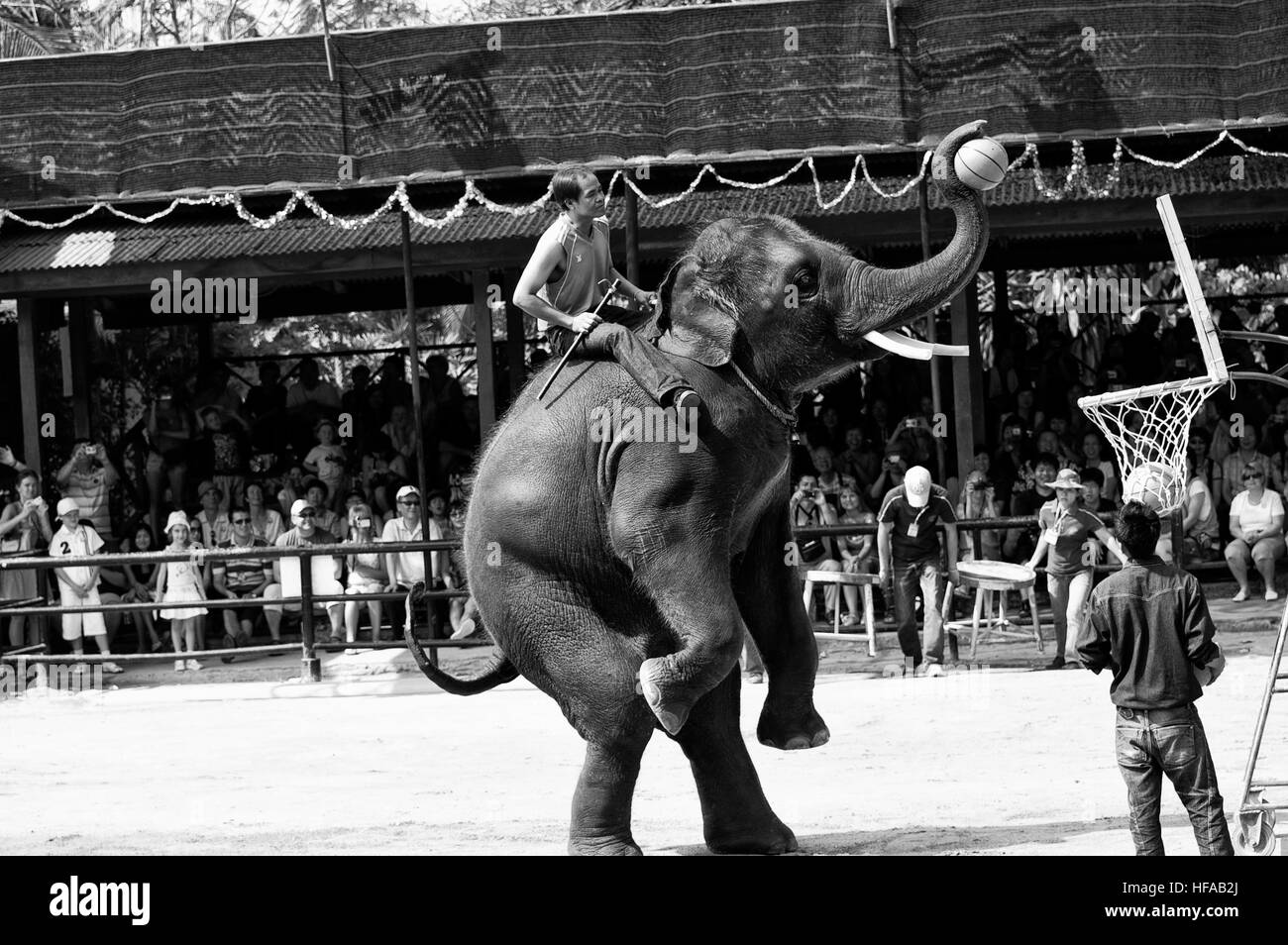 Elephant calendar Black and White Stock Photos & Images - Alamy