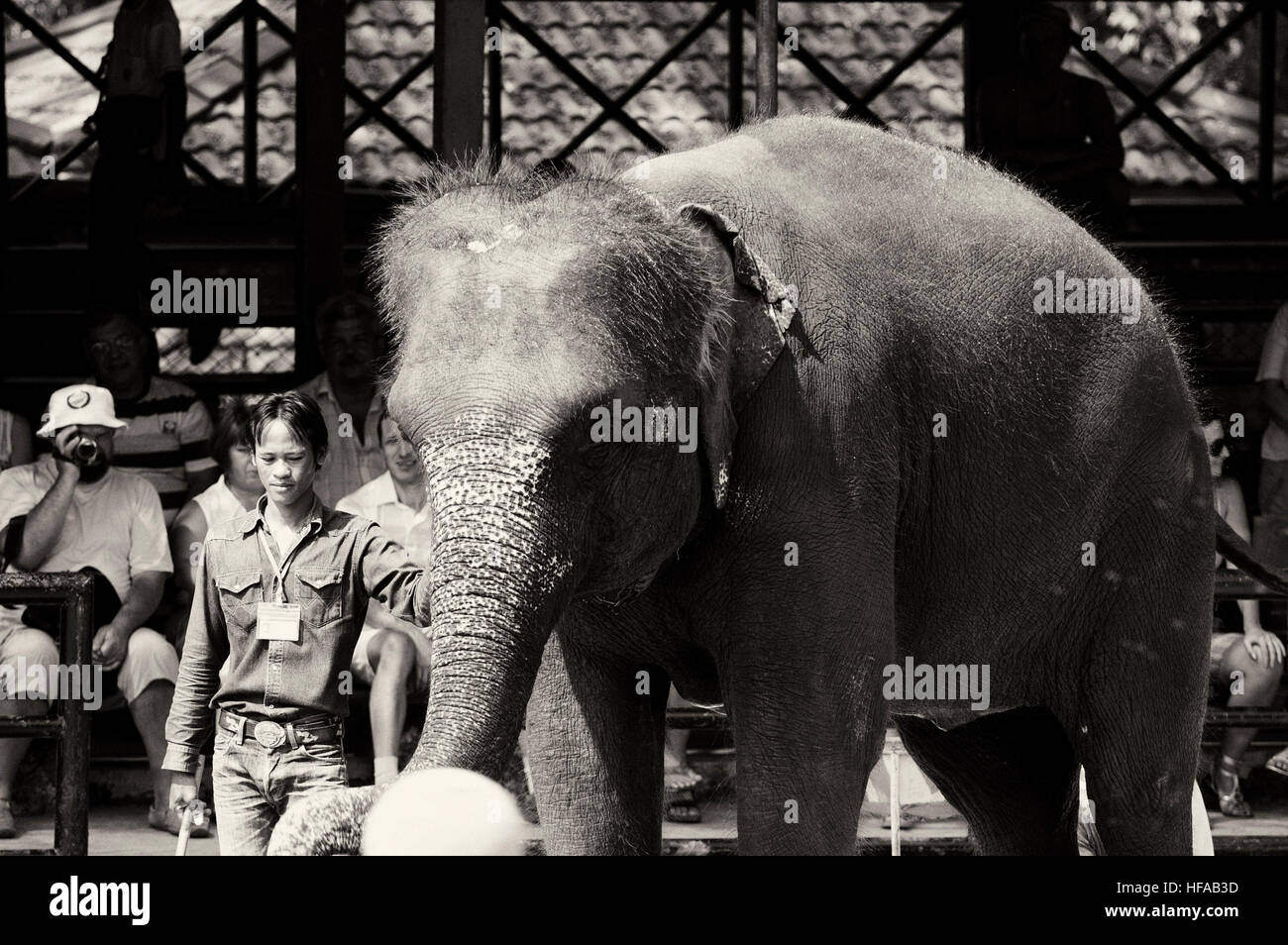 Shaw elephants Thailand, Photo elephant Stock Photo - Alamy