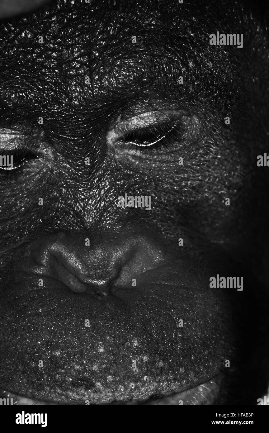 Photo orangutan, animals image; images Art; Orangutans (lat. Pongo ...