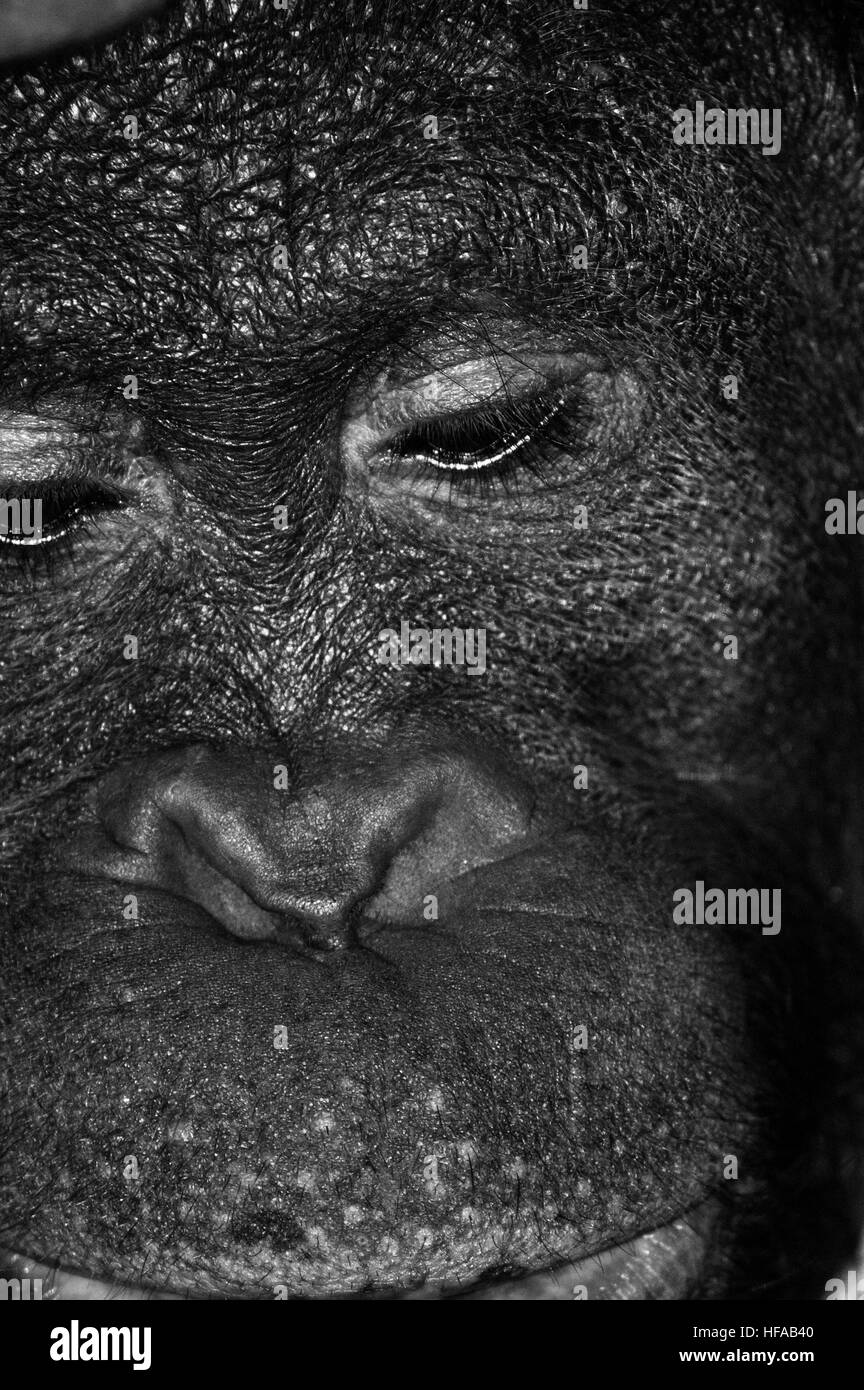 1 orangutan Black and White Stock Photos & Images - Alamy