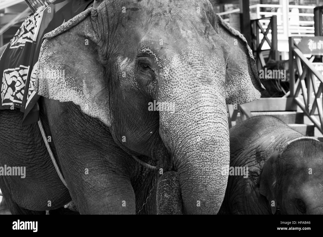 Thailand graphics Black and White Stock Photos & Images - Alamy