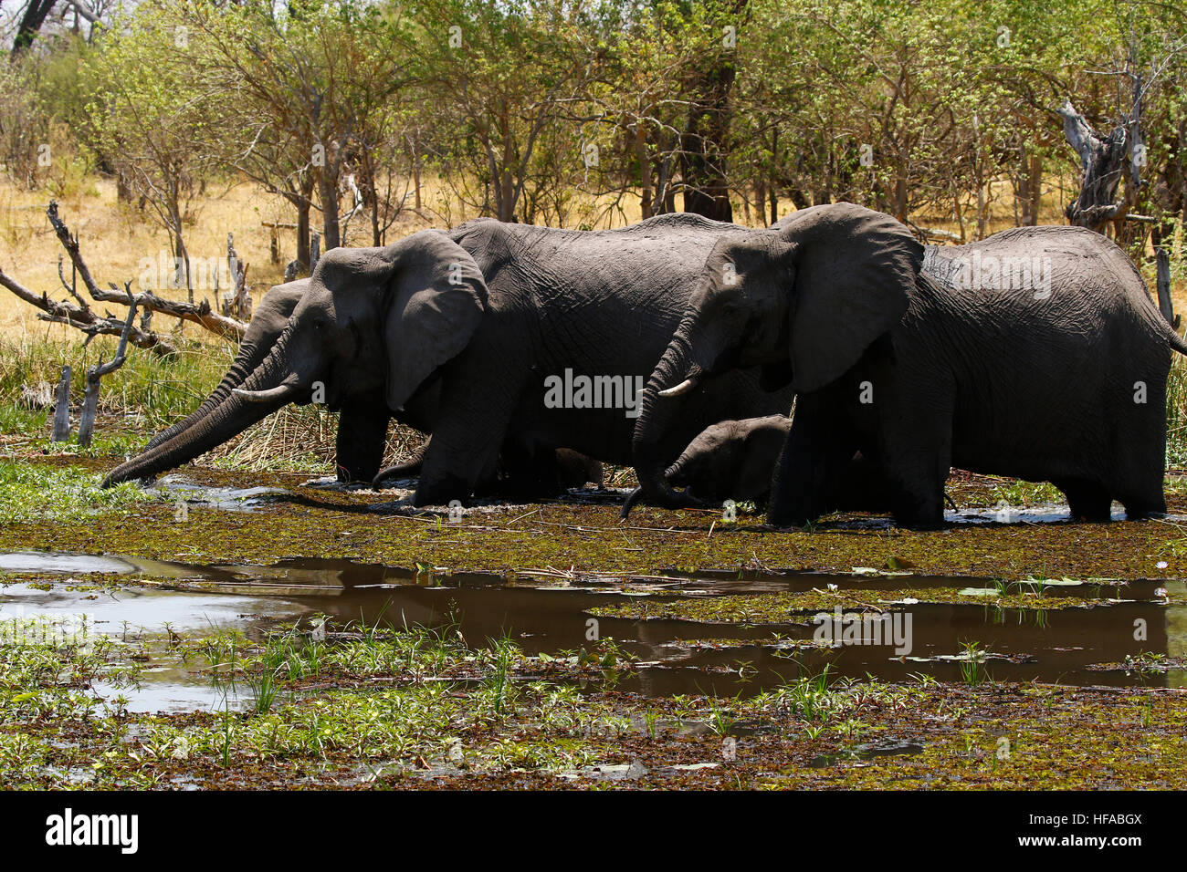Matriarch African elephant with her cute baby & the rest of the herd in ...