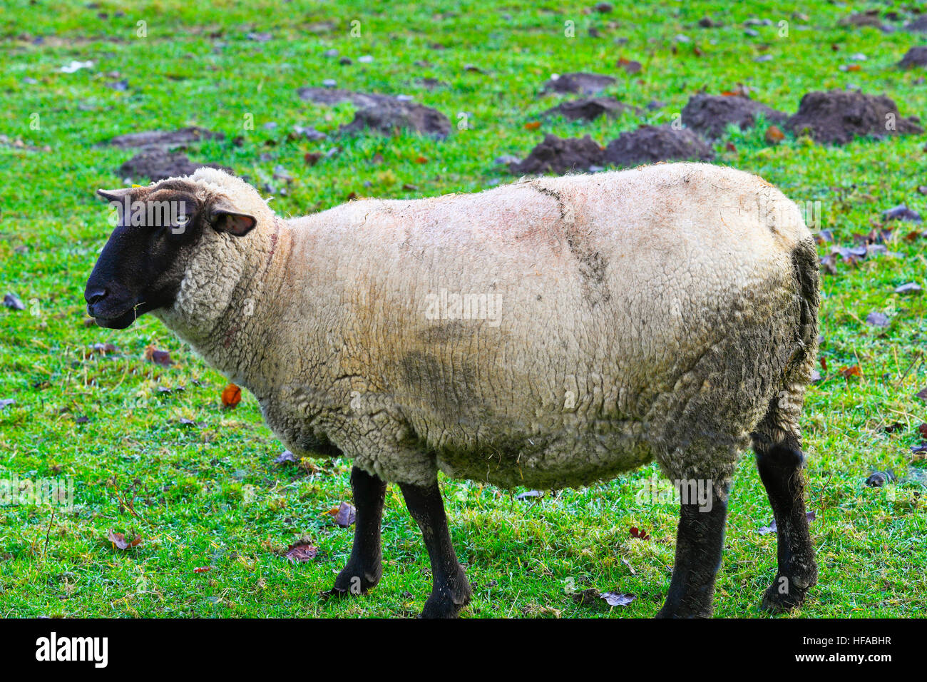 French Breed Of Sheep Stock Photos & French Breed Of Sheep Stock Images ...