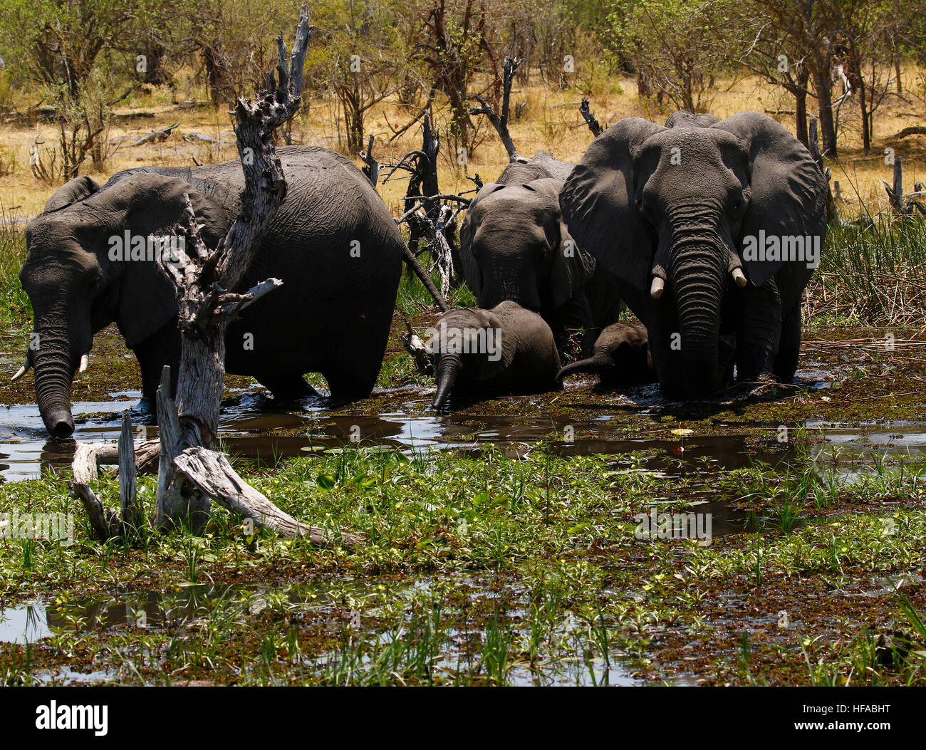Matriarch African elephant with her cute baby & the rest of the herd in ...