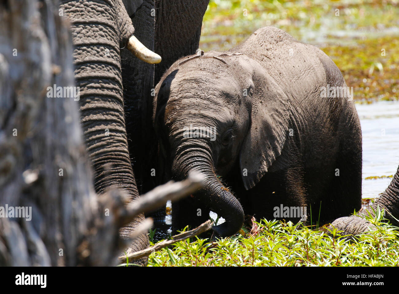 Matriarch African elephant with her cute baby & the rest of the herd in ...