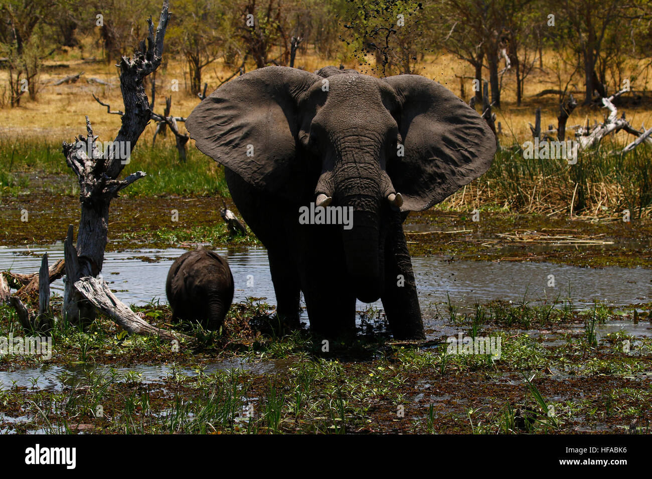 Matriarch African elephant with her cute baby & the rest of the herd in ...