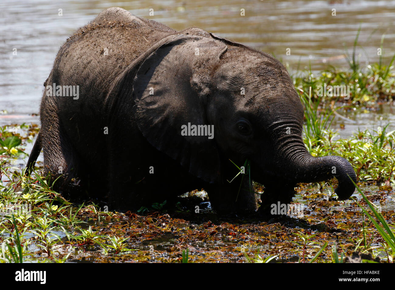 Matriarch African elephant with her cute baby & the rest of the herd in ...