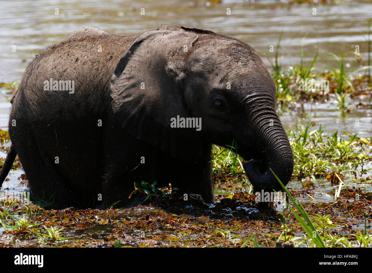 Matriarch African elephant with her cute baby & the rest of the herd in ...