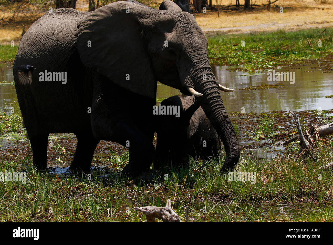 Matriarch African elephant with her cute baby & the rest of the herd in ...
