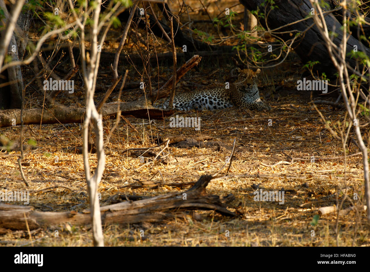 Leopard Mother & her sub adult male cub have an impala kill nearby in ...
