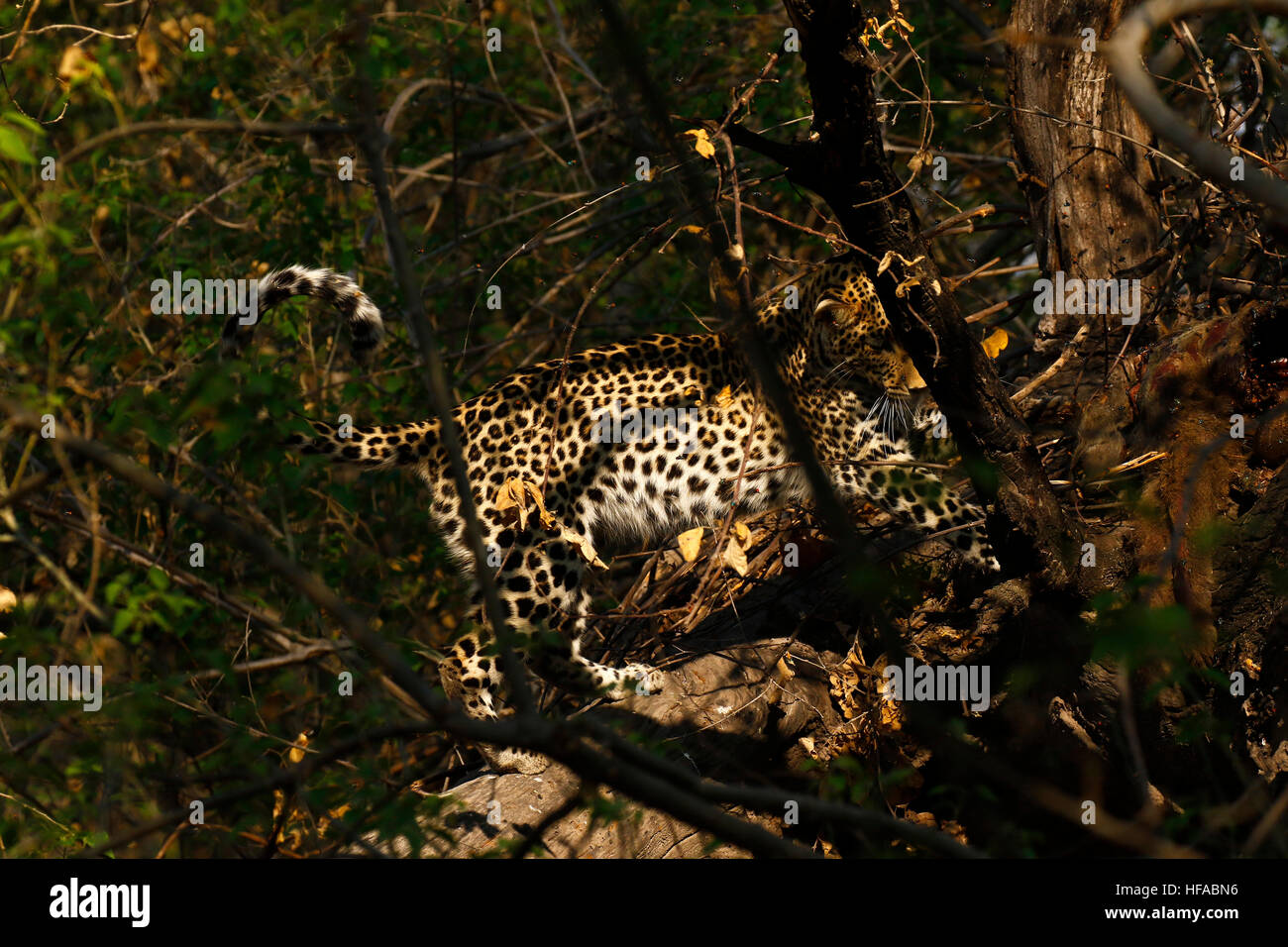 Leopard killing impala hi-res stock photography and images - Alamy