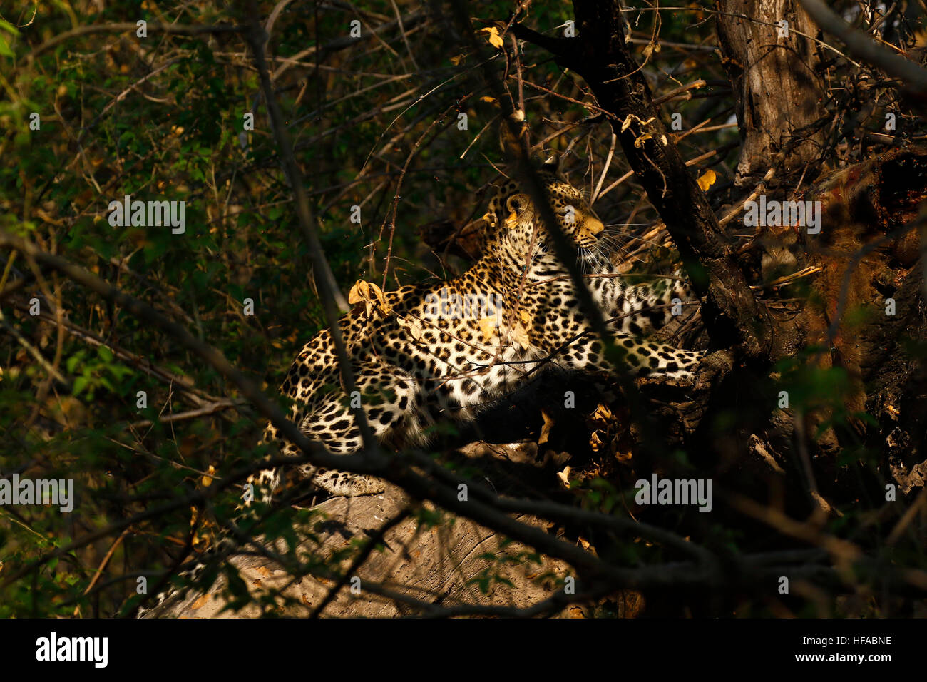Leopard Mother & her sub adult male cub have an impala kill nearby in ...