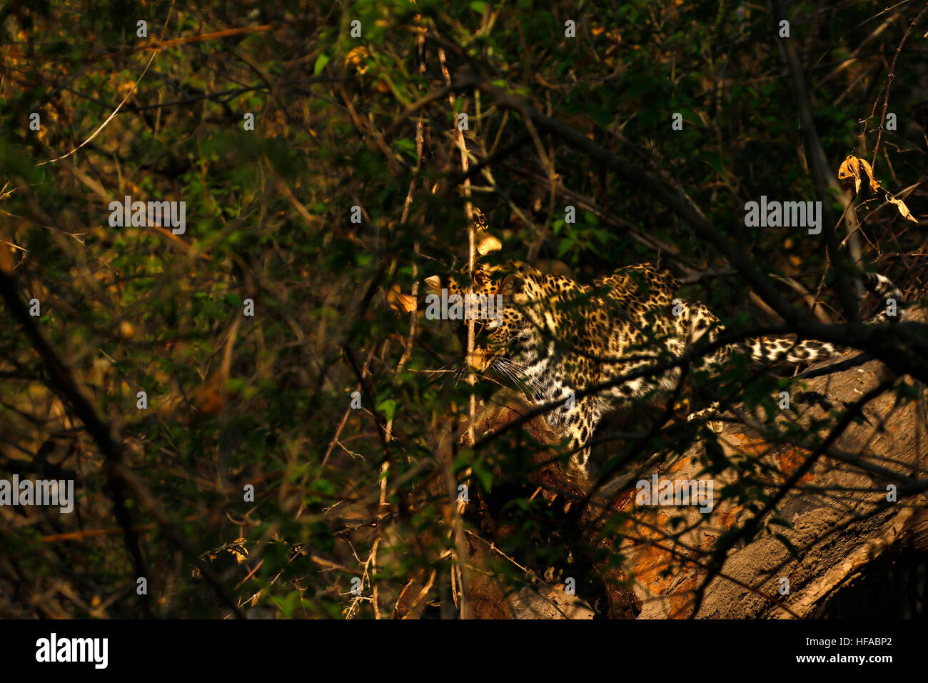 Leopard killing impala hi-res stock photography and images - Alamy