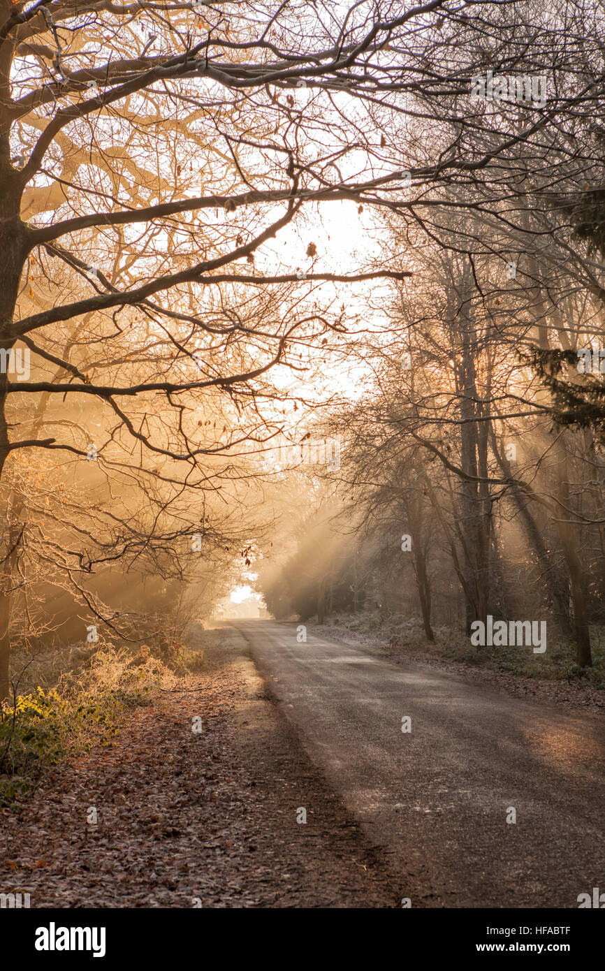 Sunrise through mist hi-res stock photography and images - Alamy