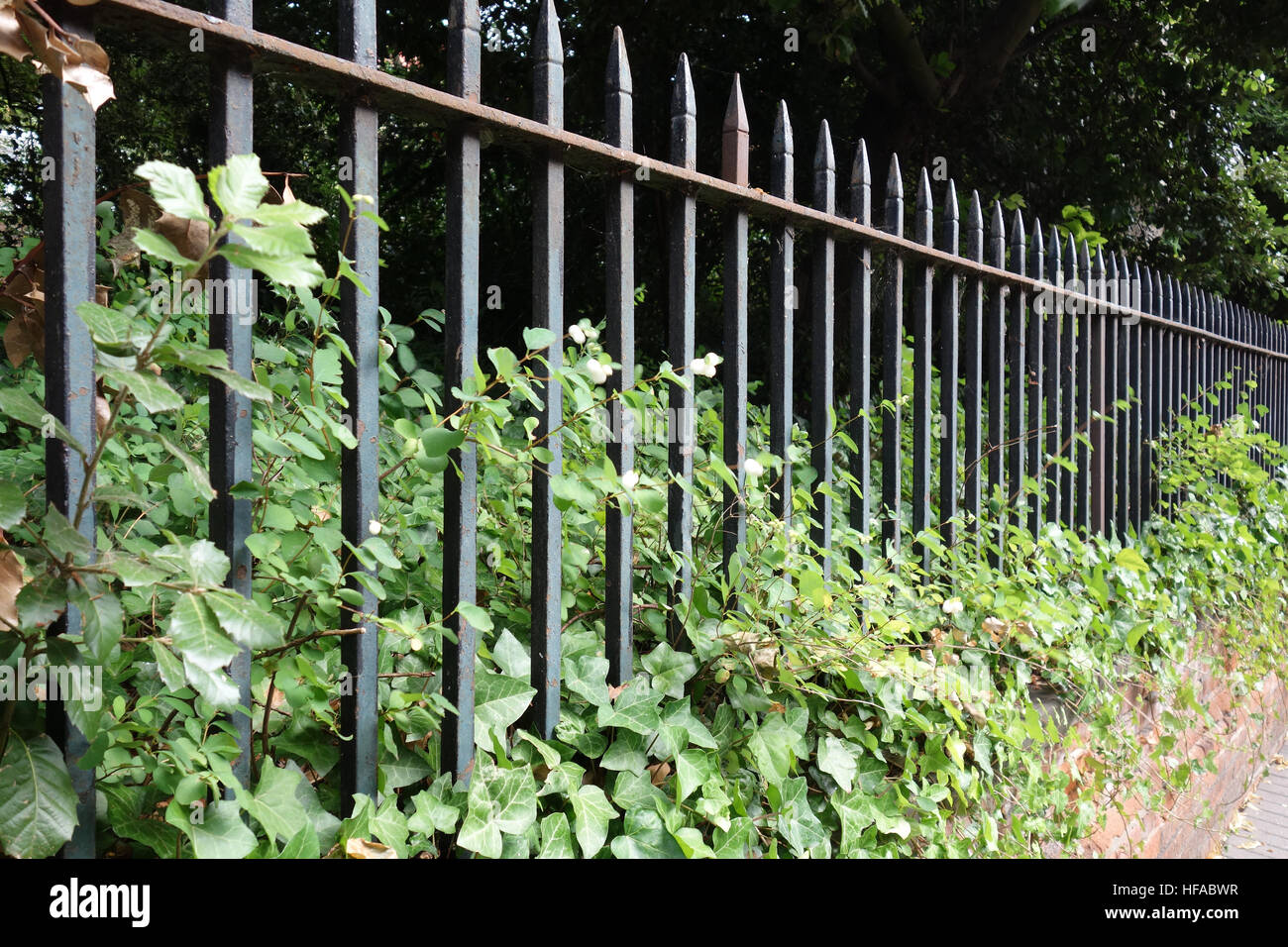 Iron railings ivy hi-res stock photography and images - Alamy