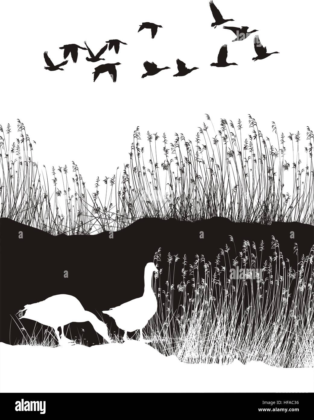 Background with reeds and wild geese Stock Photo - Alamy