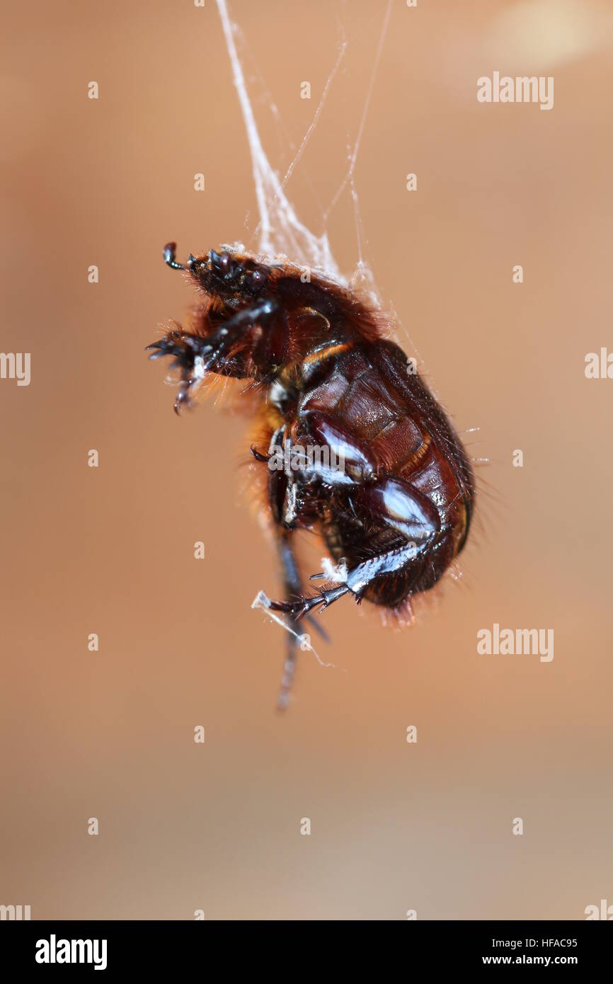 Live beetle dangling from a spider web Stock Photo - Alamy