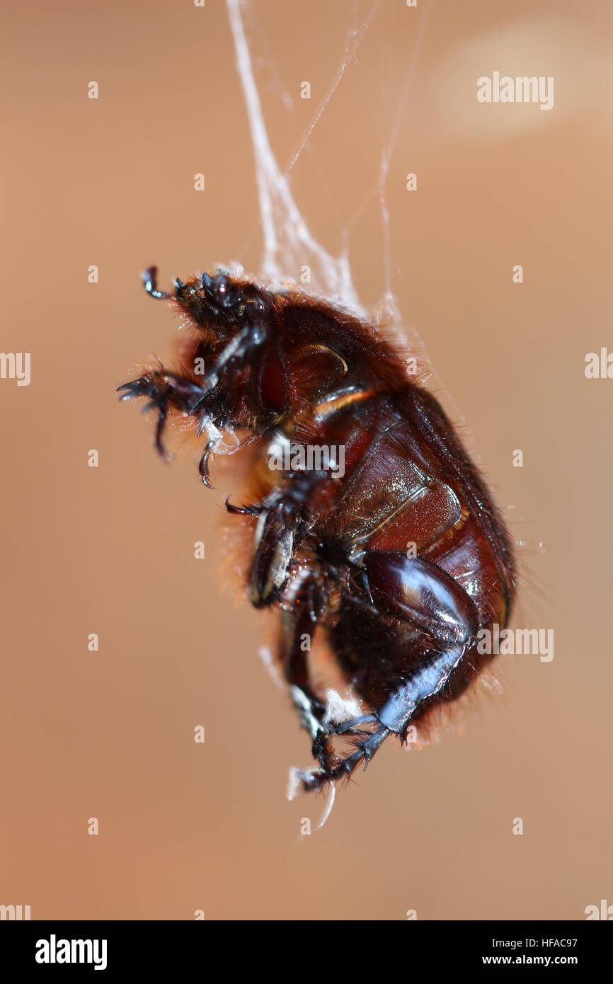 Live beetle dangling from a spider web Stock Photo - Alamy
