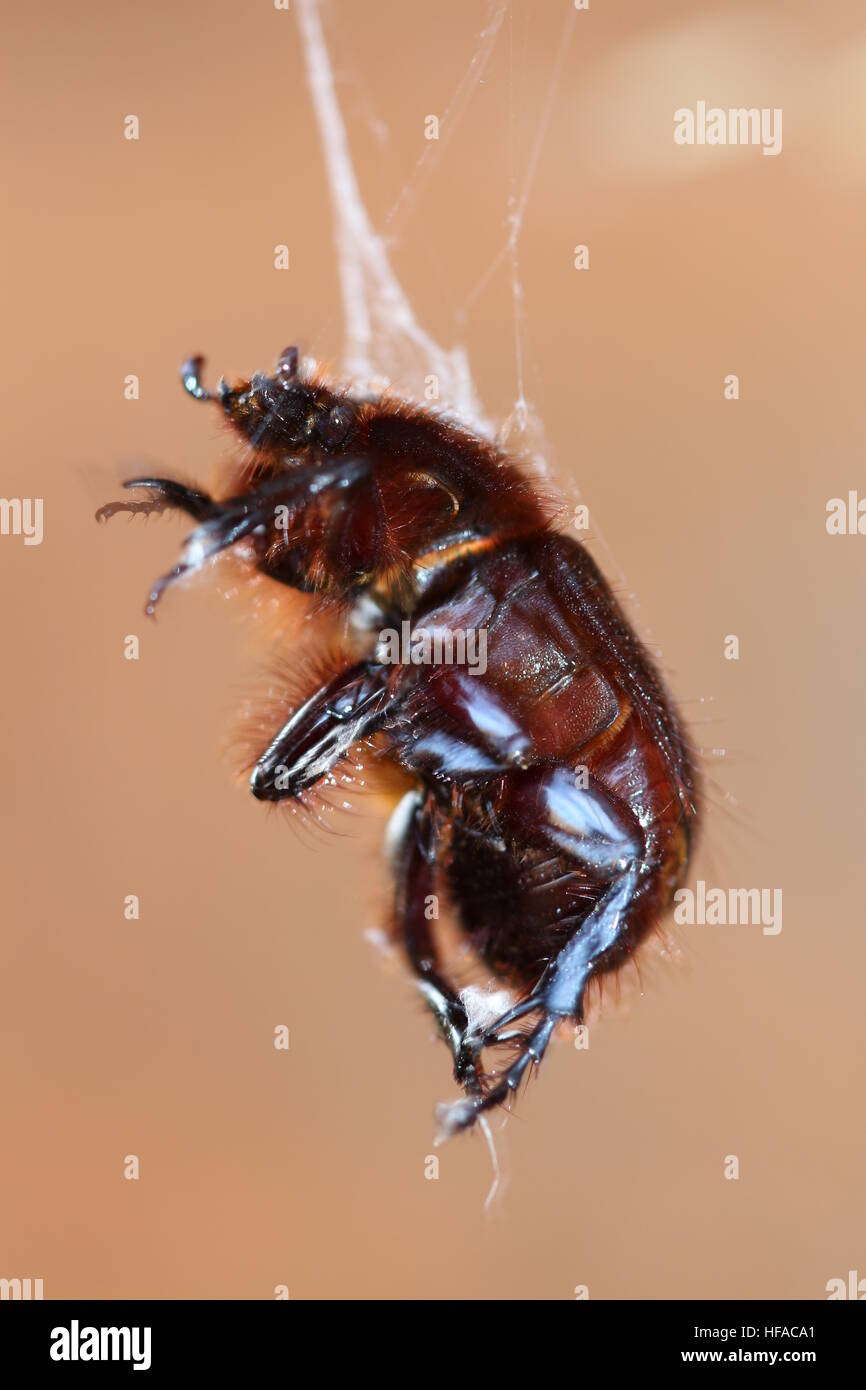 Live beetle dangling from a spider web Stock Photo - Alamy