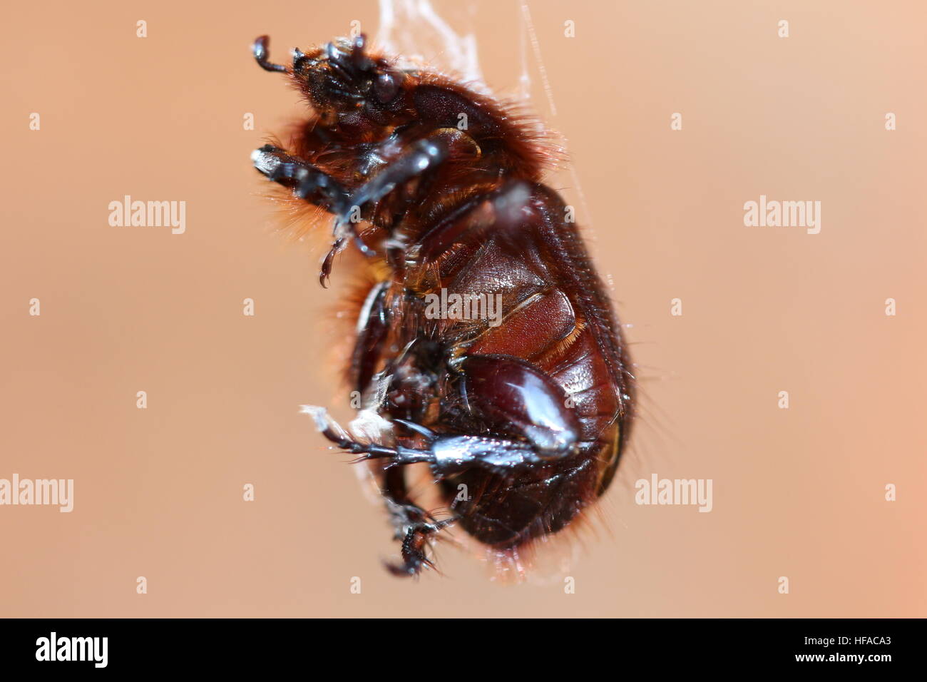 Live beetle dangling from a spider web Stock Photo - Alamy
