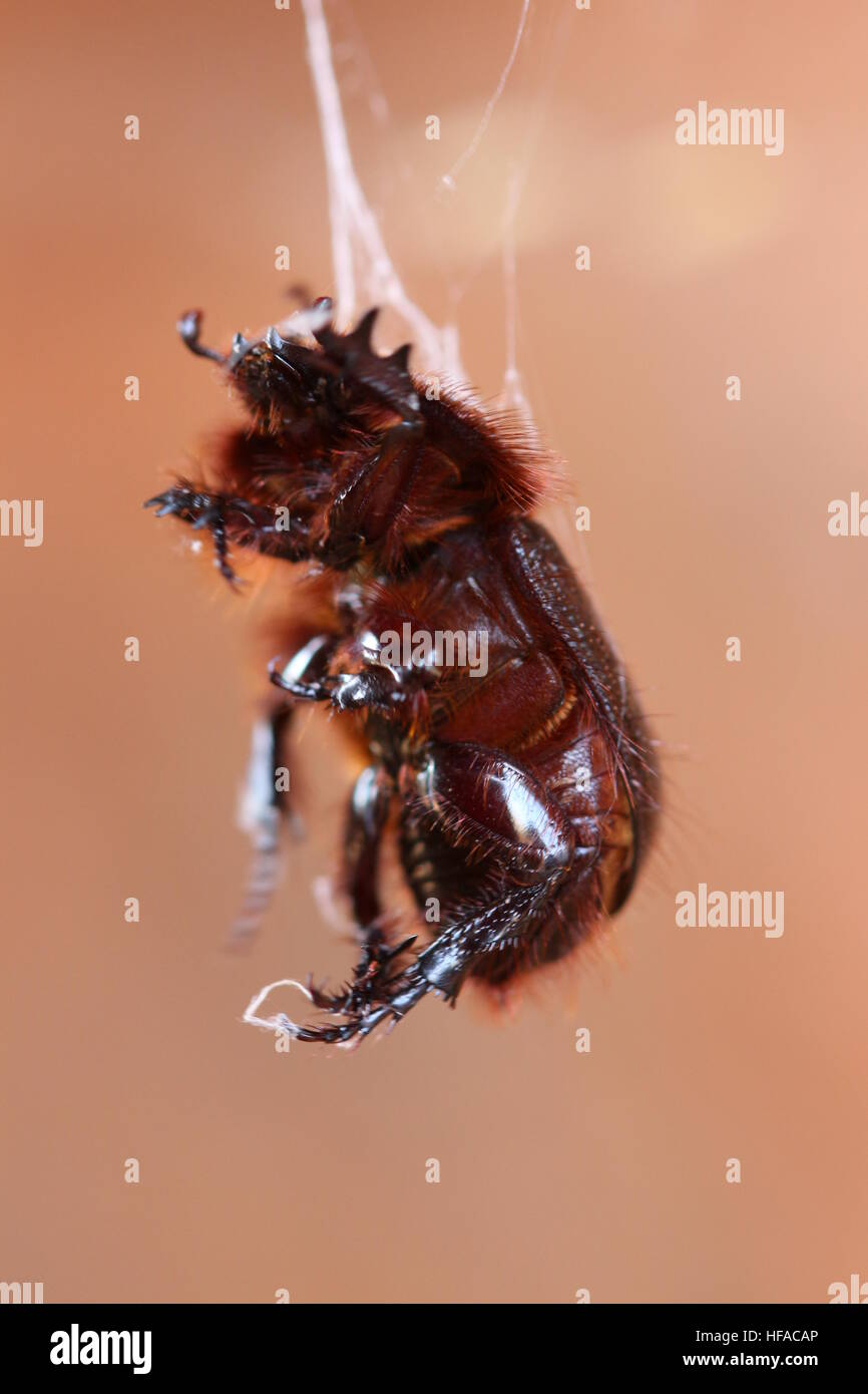 Live beetle dangling from a spider web Stock Photo - Alamy