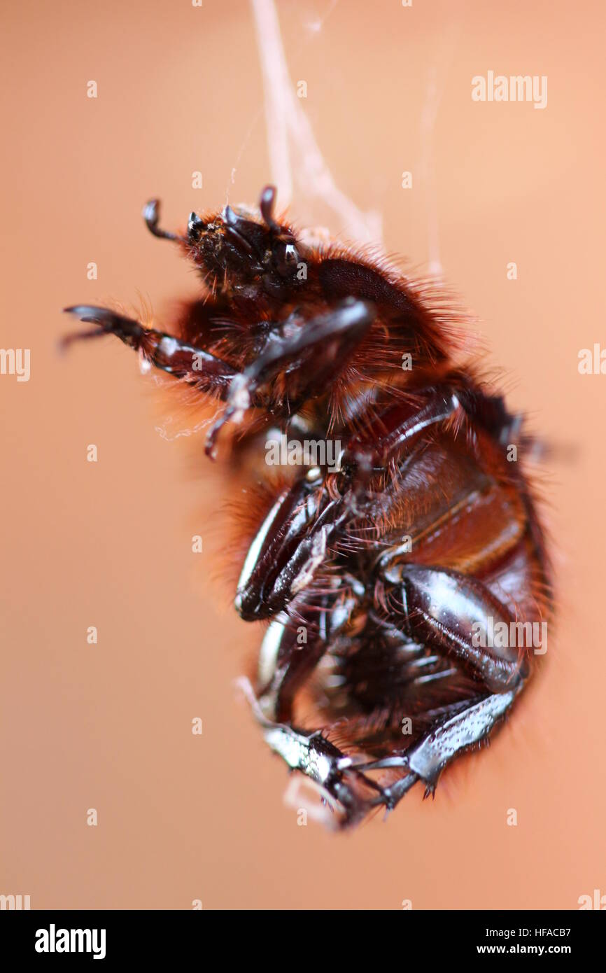Live beetle dangling from a spider web Stock Photo - Alamy