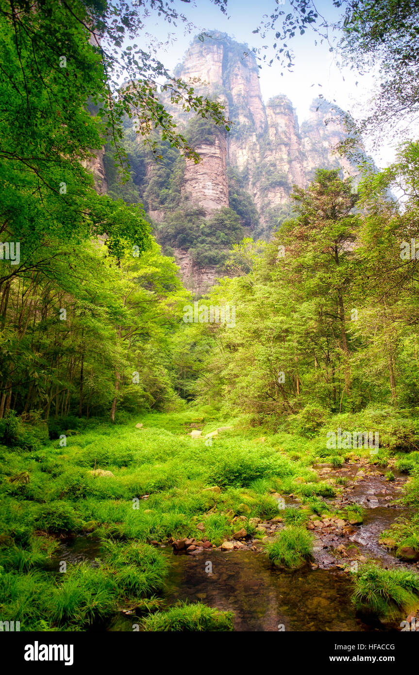 The golden whip stream within the Zhangjajie national forest park in ...