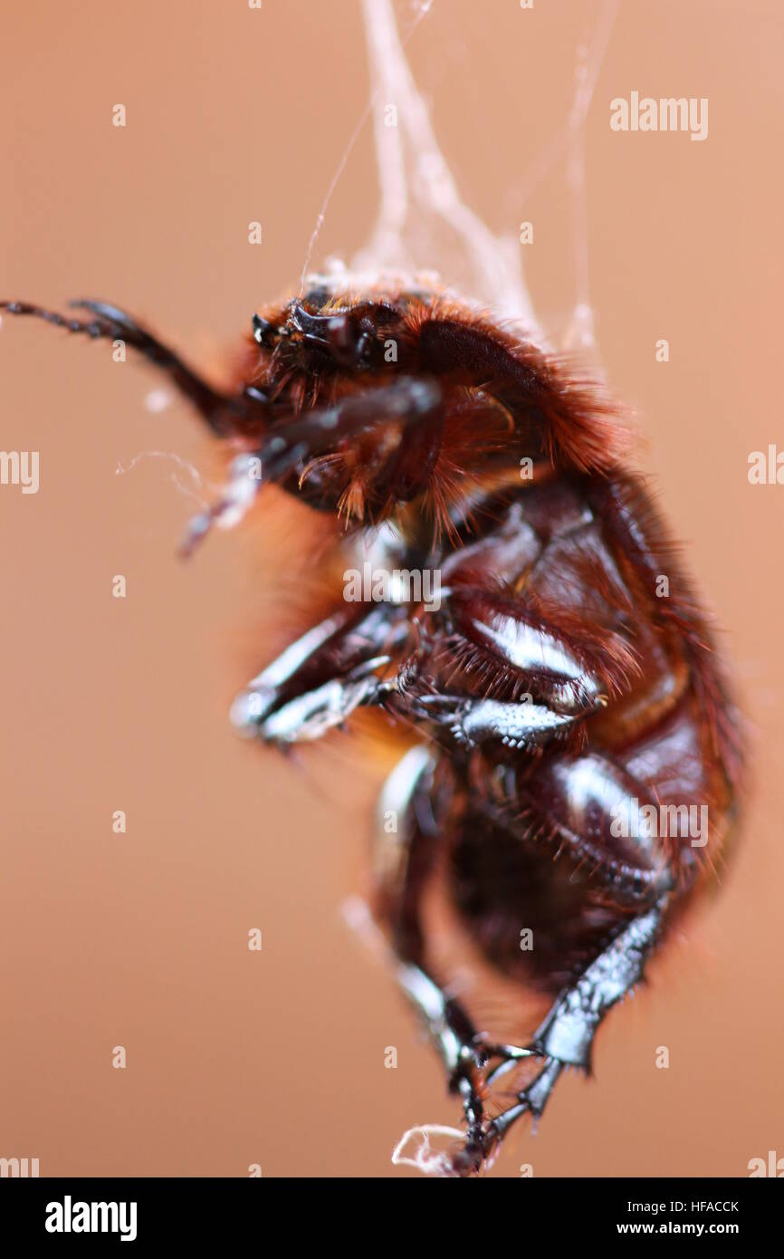 Live beetle dangling from a spider web Stock Photo - Alamy