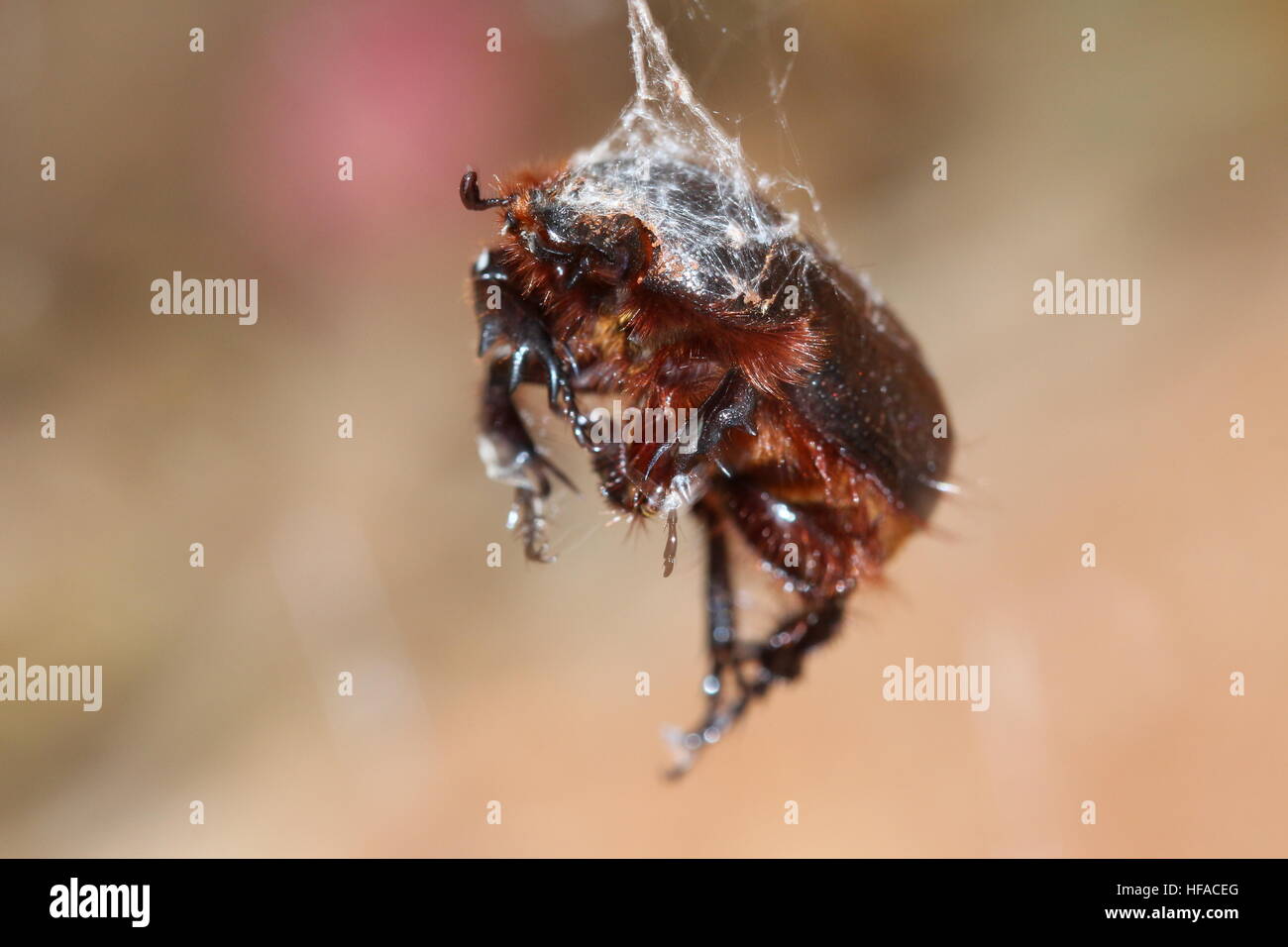 Live beetle dangling from a spider web Stock Photo - Alamy