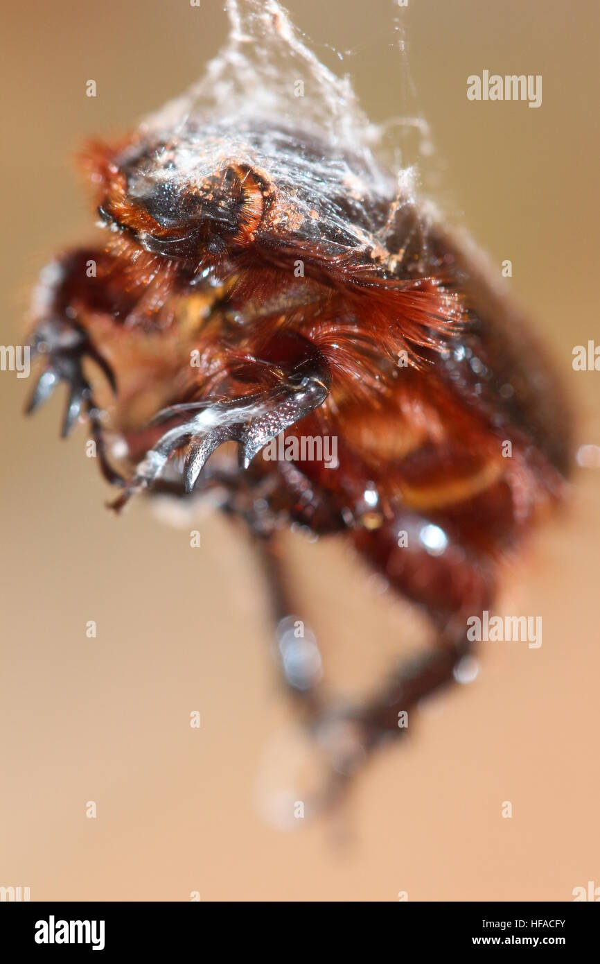 Spider beetle hi-res stock photography and images - Alamy