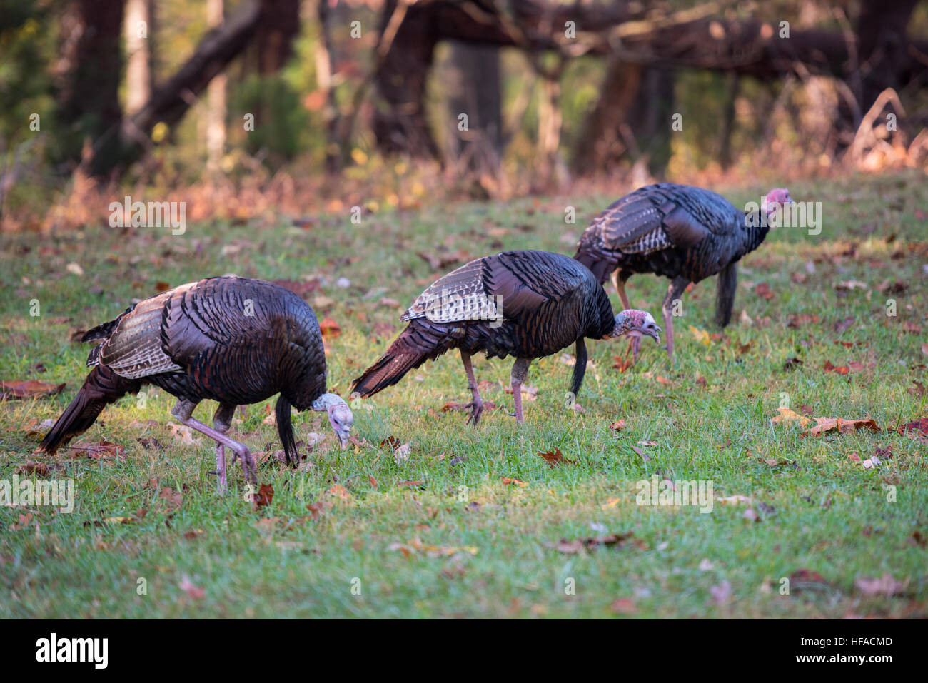 Field in fall hi-res stock photography and images - Alamy
