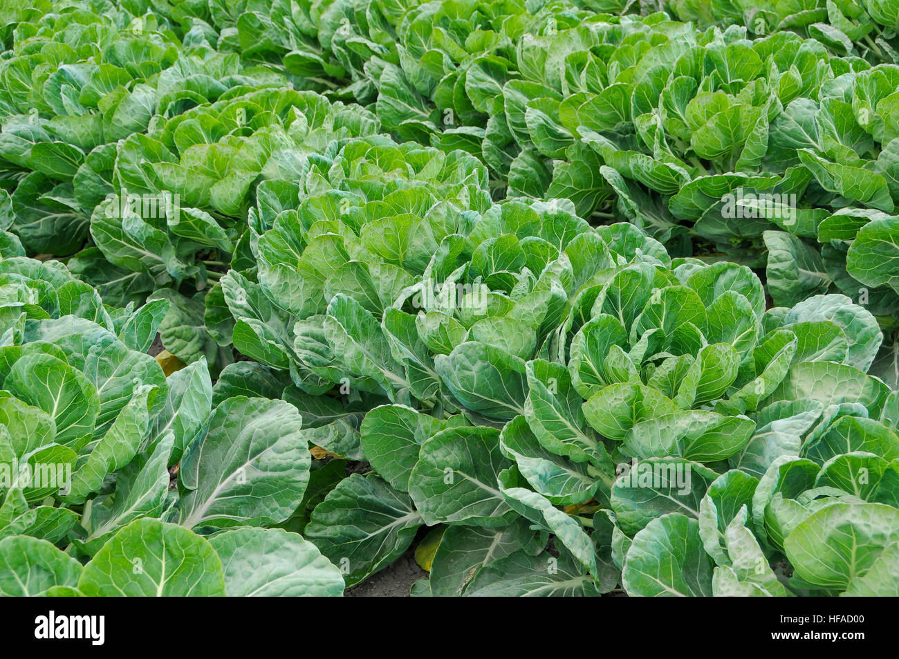 Brussels sprouts field hi-res stock photography and images - Alamy
