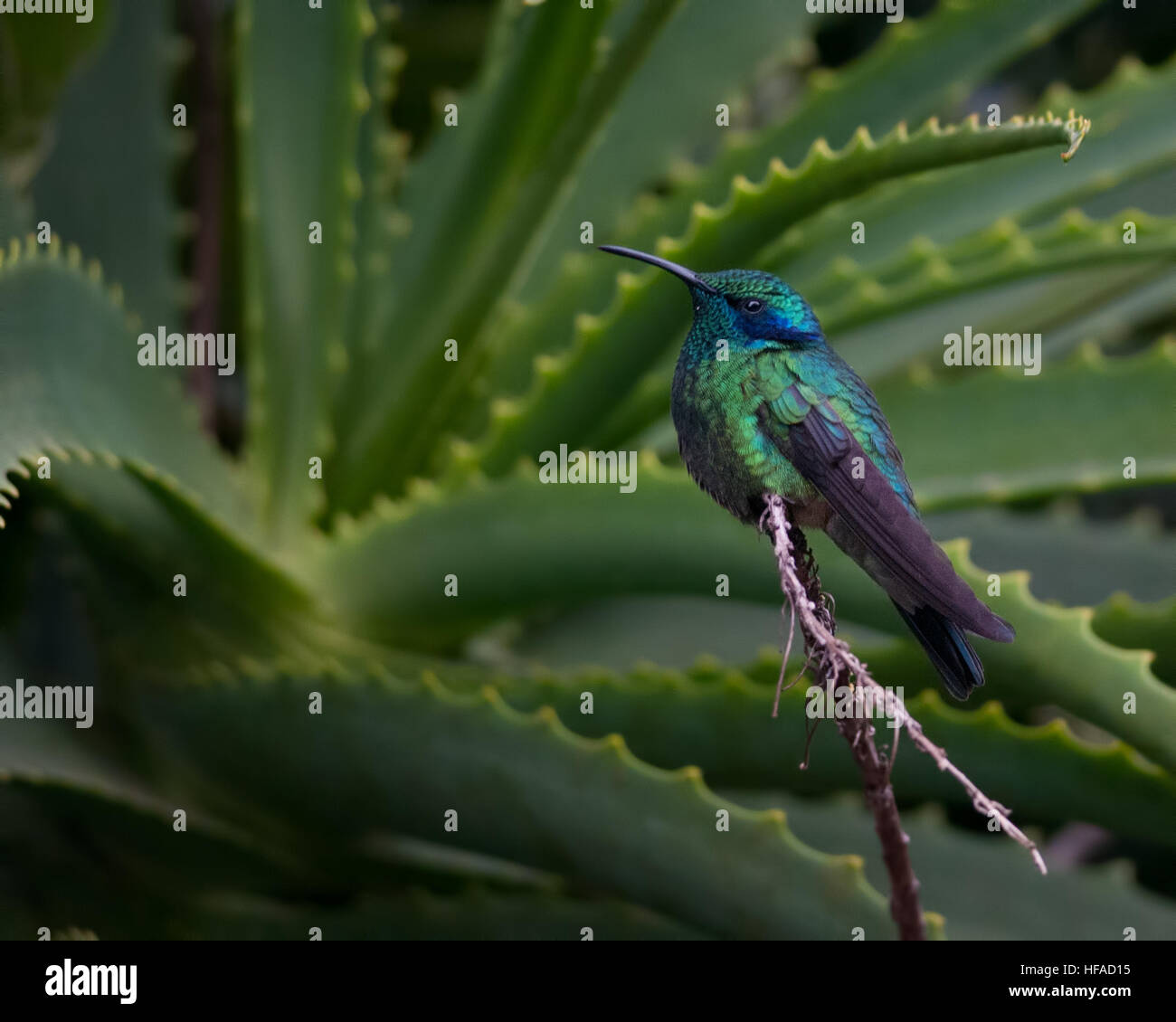 Green Violet-ear Hummingbird (Colibri thalassinus Stock Photo - Alamy