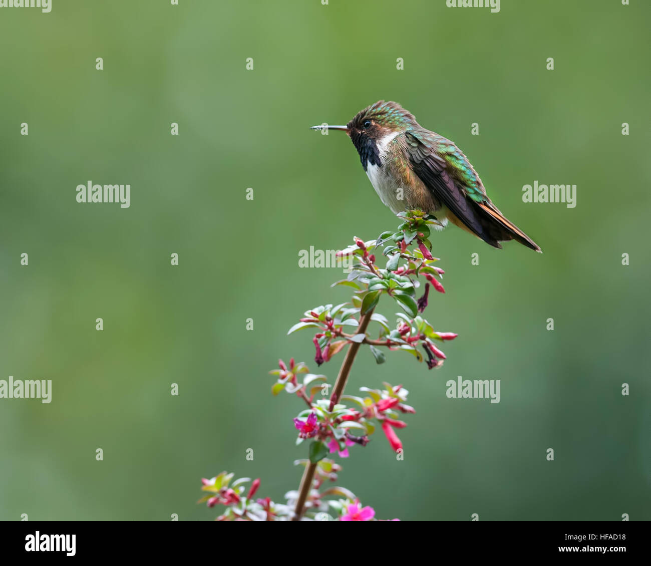Volcano hummingbird hi-res stock photography and images - Alamy